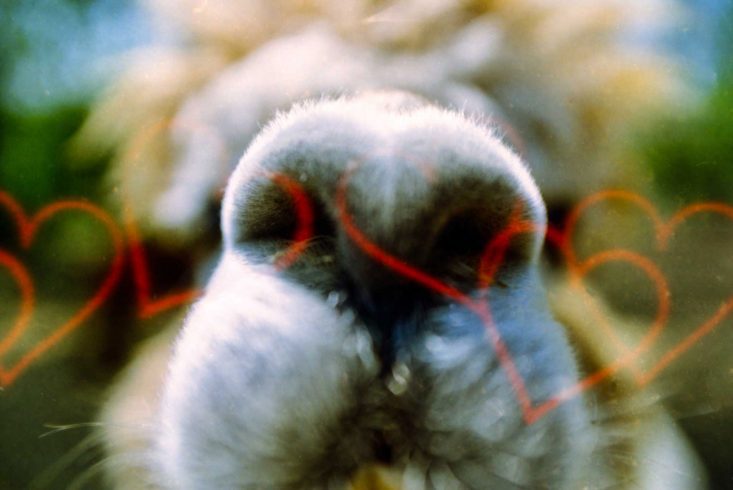 KONO! Liebe 24 Exposure 35mm Colour Film – PhotoBite