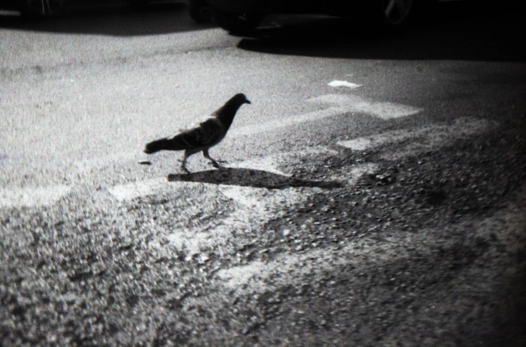 Fomapan 200 Creative 35mm Film – PhotoBite